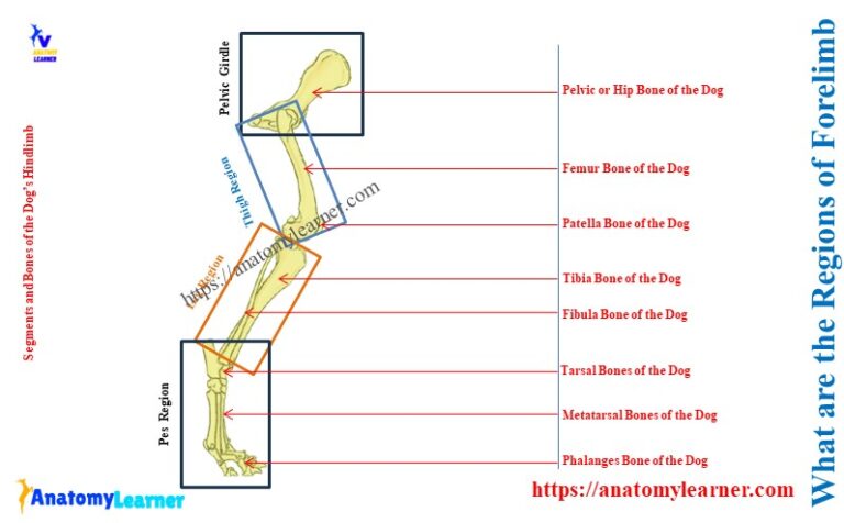 What are the Regions of the Hindlimb of a Dog? ‌ » AnatomyLearner ...