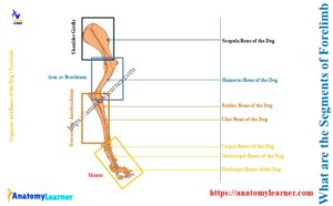What are the Segments of the Forelimb in Dogs? » AnatomyLearner ...
