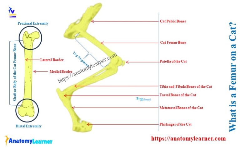 Cat Femur Bone » AnatomyLearner >> Veterinary Anatomy Study Guide For ...