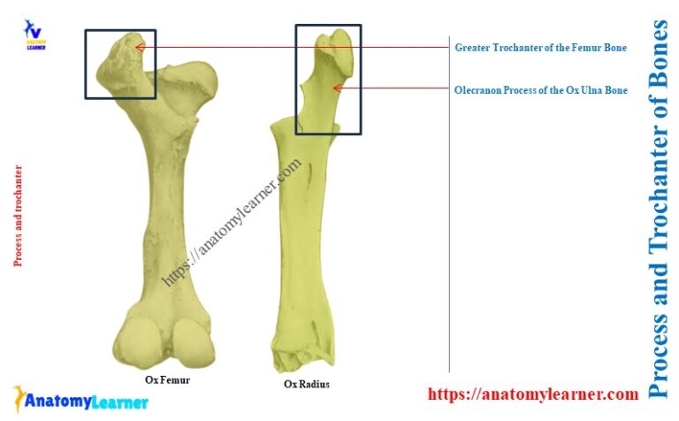 What are Bone Projections? » AnatomyLearner >> Veterinary Anatomy Study ...