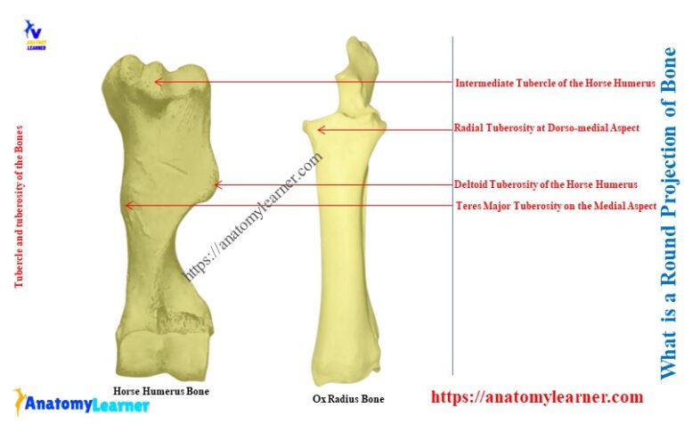 What are Bone Projections? » AnatomyLearner >> Veterinary Anatomy Study ...