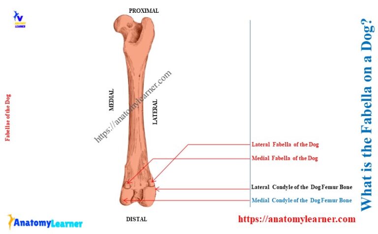 Where is the Fabella on a Dog? » AnatomyLearner >> Veterinary Anatomy ...