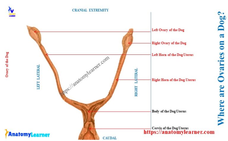 How Big are Dog Ovaries? » AnatomyLearner >> Veterinary Anatomy Study ...