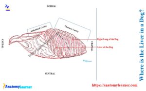 Where is the Liver in a Dog? » AnatomyLearner >> Veterinary Anatomy ...