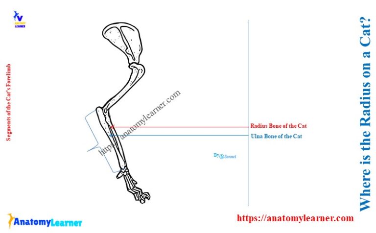 Cat Radius and Ulna Bones » AnatomyLearner >> Veterinary Anatomy Study ...