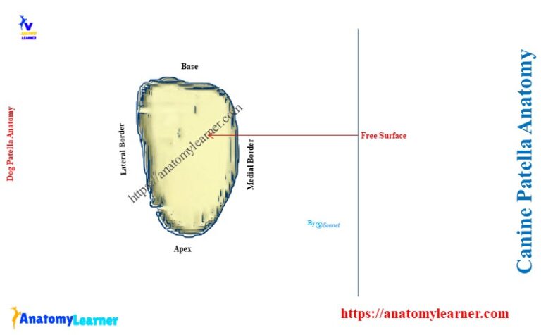 What is the Anatomy of the Patella in a Dog? » AnatomyLearner ...