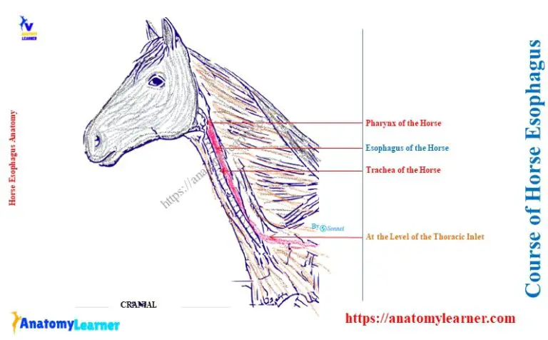 Horse Esophagus Anatomy » AnatomyLearner >> Veterinary Anatomy Study ...