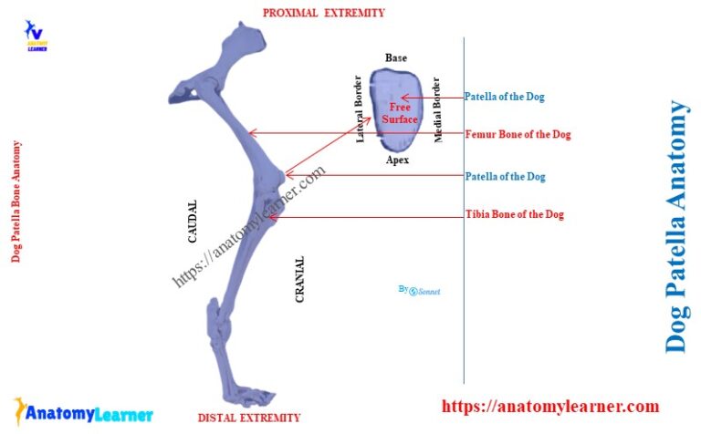 What is the Anatomy of the Patella in a Dog? » AnatomyLearner ...