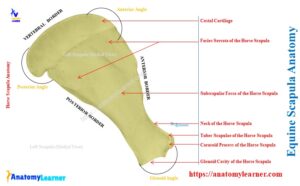 Horse Scapula Bone » AnatomyLearner >> Veterinary Anatomy Study Guide ...