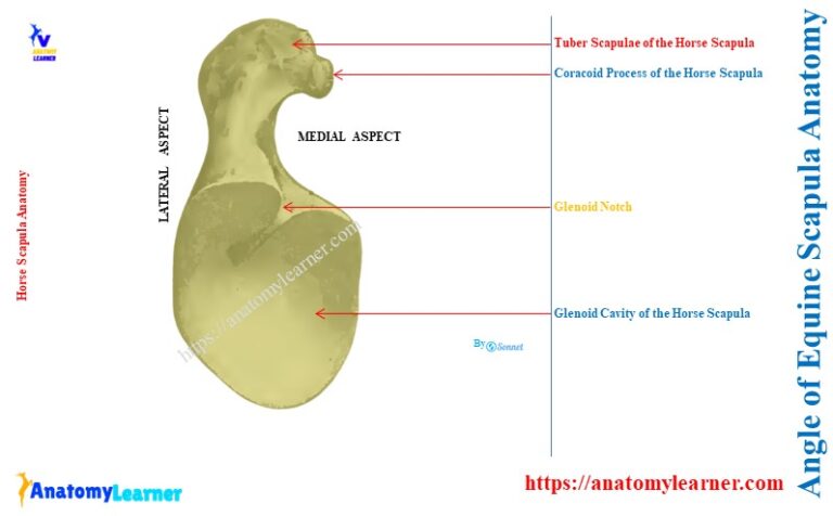 Horse Scapula Bone » AnatomyLearner >> Veterinary Anatomy Study Guide ...