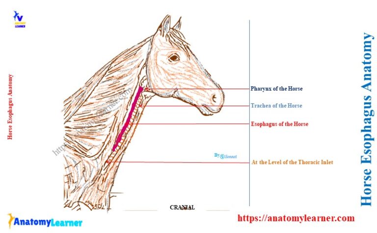 Horse Esophagus Anatomy » AnatomyLearner >> Veterinary Anatomy Study ...