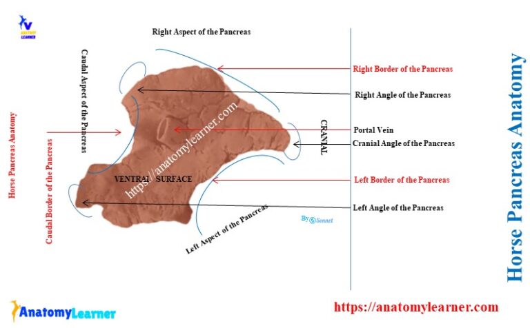 Horse Pancreas Anatomy » AnatomyLearner >> Veterinary Anatomy Study ...