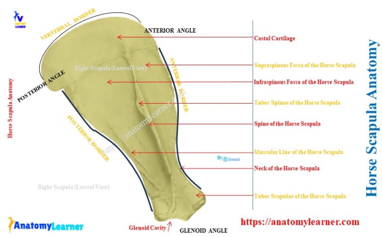 Horse Scapula Bone » AnatomyLearner >> Veterinary Anatomy Study Guide ...