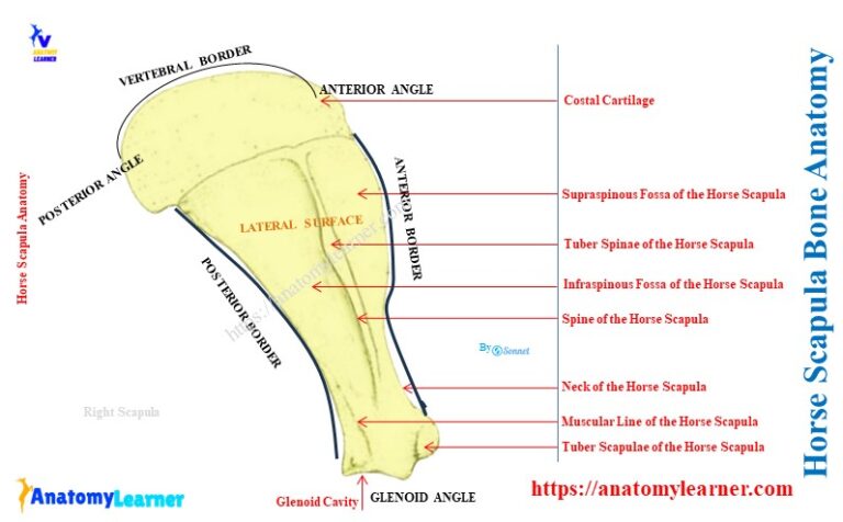 Veterinary Anatomy » AnatomyLearner >> Veterinary Anatomy Study Guide ...