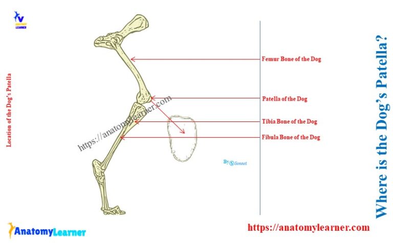 What is the Anatomy of the Patella in a Dog? » AnatomyLearner ...