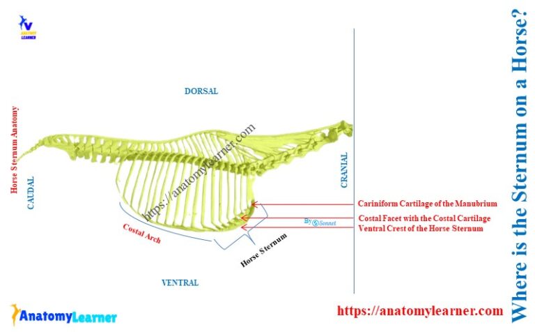 Horse Sternum Anatomy » AnatomyLearner >> Veterinary Anatomy Study ...