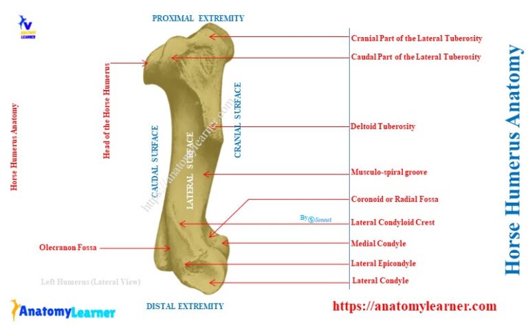 Horse Humerus Bone » AnatomyLearner >> Veterinary Anatomy Study Guide ...