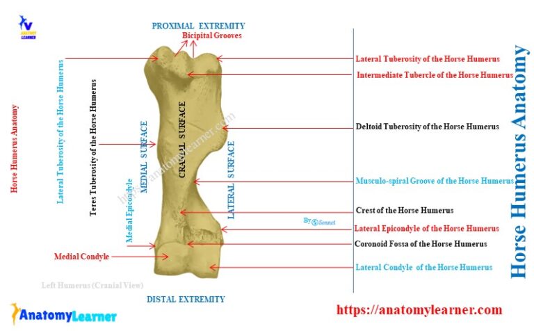 Horse Humerus Bone » AnatomyLearner >> Veterinary Anatomy Study Guide ...