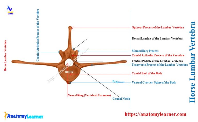 Horse Lumbar Vertebrae » AnatomyLearner >> Veterinary Anatomy Study ...