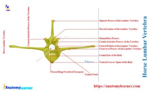 Horse Lumbar Vertebrae » AnatomyLearner >> Veterinary Anatomy Study ...