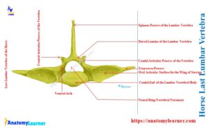 Horse Lumbar Vertebrae » AnatomyLearner >> Veterinary Anatomy Study ...