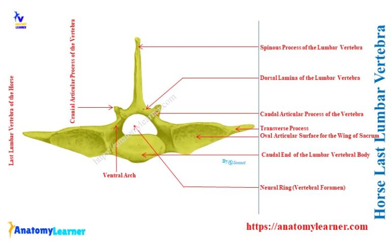 Horse Lumbar Vertebrae » AnatomyLearner >> Veterinary Anatomy Study ...