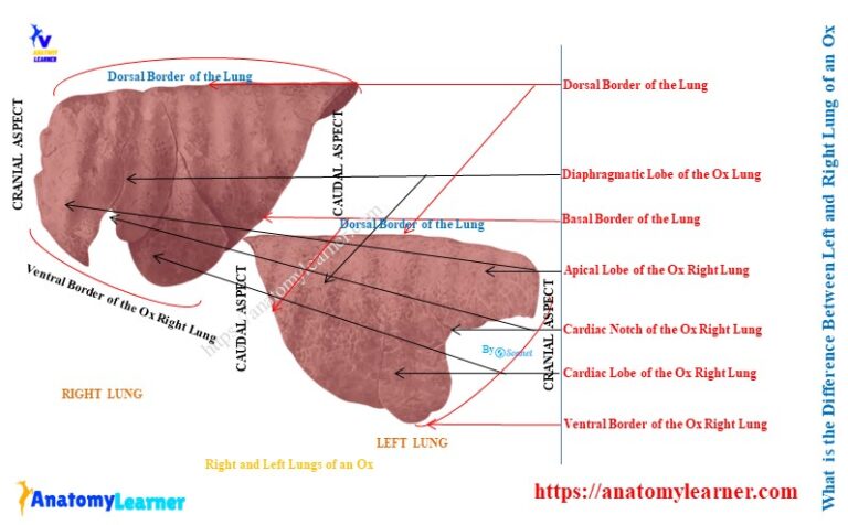 AnatomyLearner >> Veterinary Anatomy Study Guide For Vet's Students