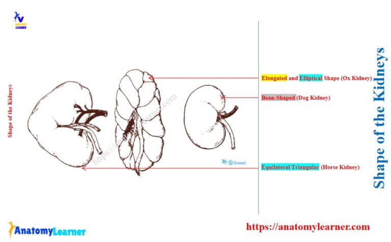 What is the Shape of the Kidneys in Animals? » AnatomyLearner ...