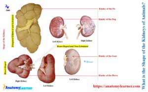 What is the Shape of the Kidneys in Animals? » AnatomyLearner ...