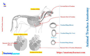 Animal Trachea Anatomy » AnatomyLearner >> Veterinary Anatomy Study ...