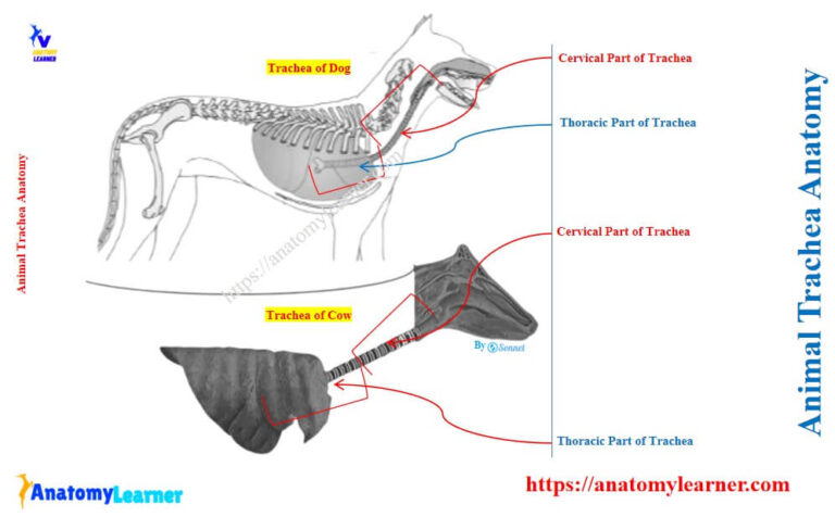 Animal Trachea Anatomy » AnatomyLearner >> Veterinary Anatomy Study ...