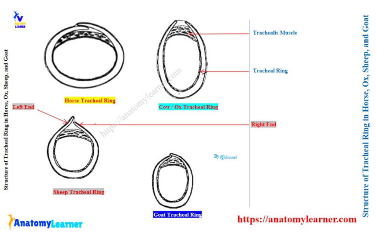 Animal Trachea Anatomy » AnatomyLearner >> Veterinary Anatomy Study ...