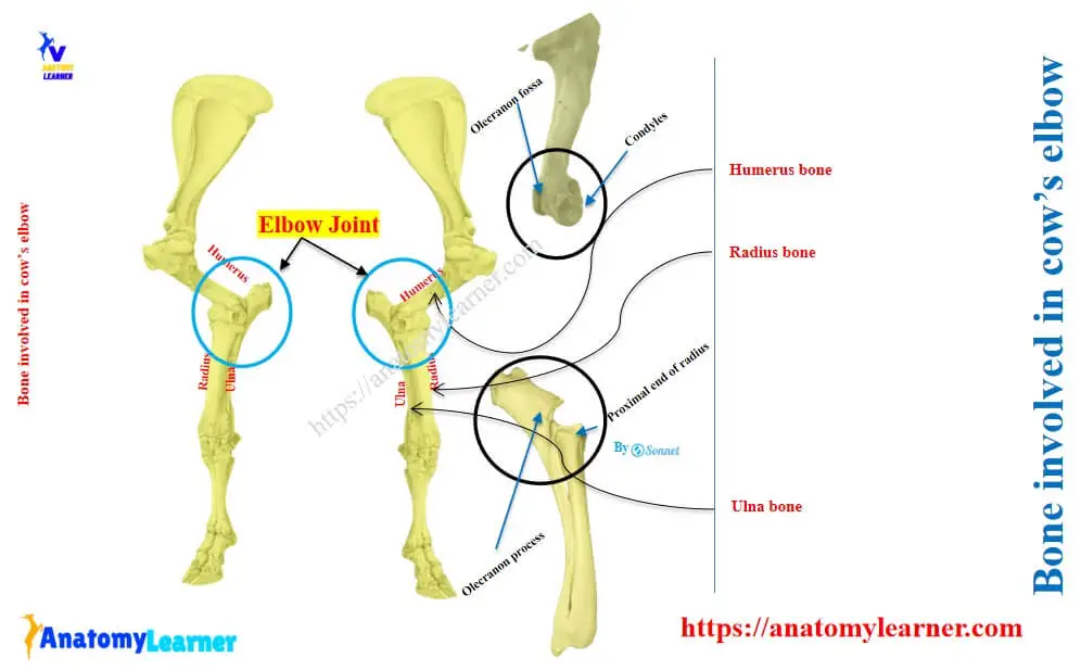 What type of joint is a cow elbow » AnatomyLearner >> Veterinary ...
