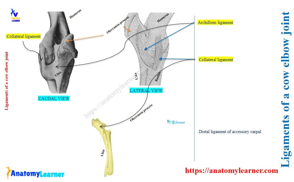 What type of joint is a cow elbow » AnatomyLearner >> Veterinary ...