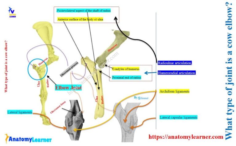 AnatomyLearner >> Veterinary Anatomy Study Guide For Vet's Students